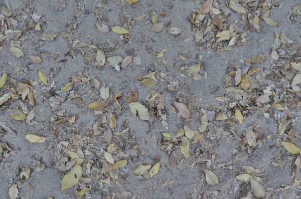 leaves on the ground texture 0044 - Texturelib